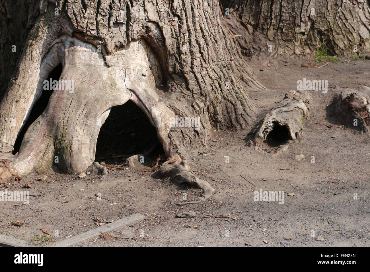 Old Tree Trunk Stock Photo - Alamy