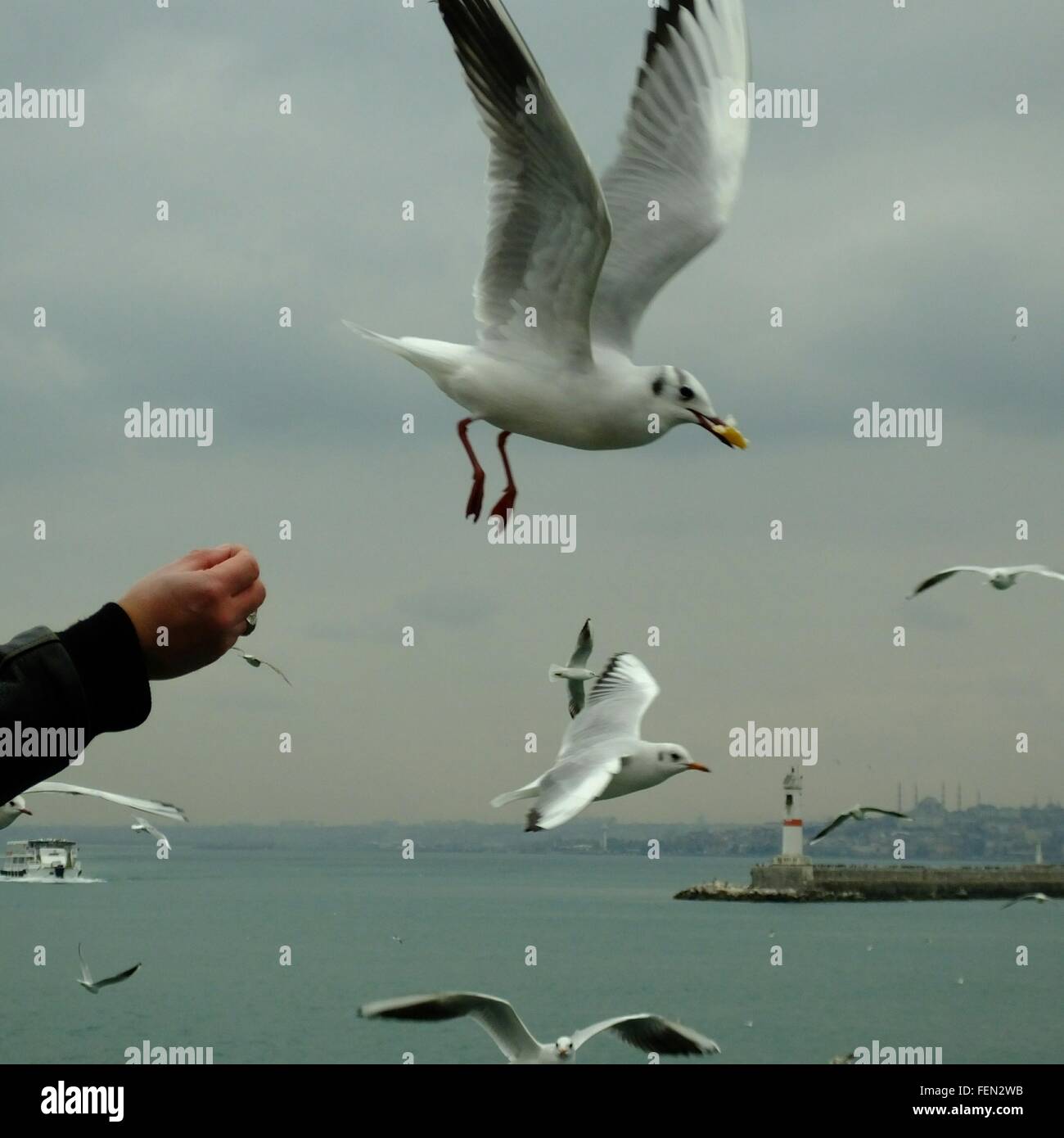 Woman Feeding Seagulls Stock Photo - Alamy