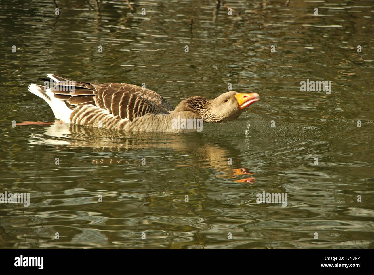 Wild Goose Bathing In Water Stock Photo - Alamy