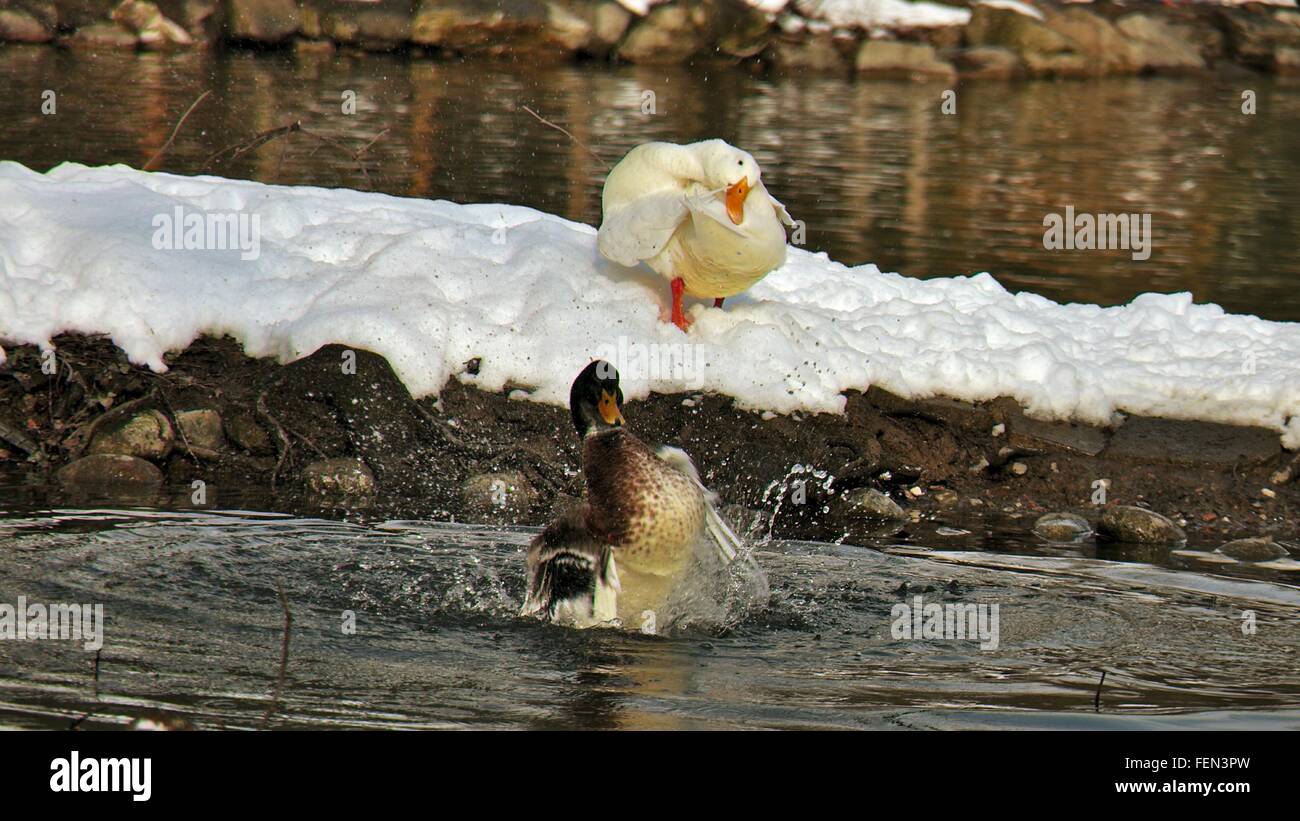 Bathing goose hi-res stock photography and images - Alamy