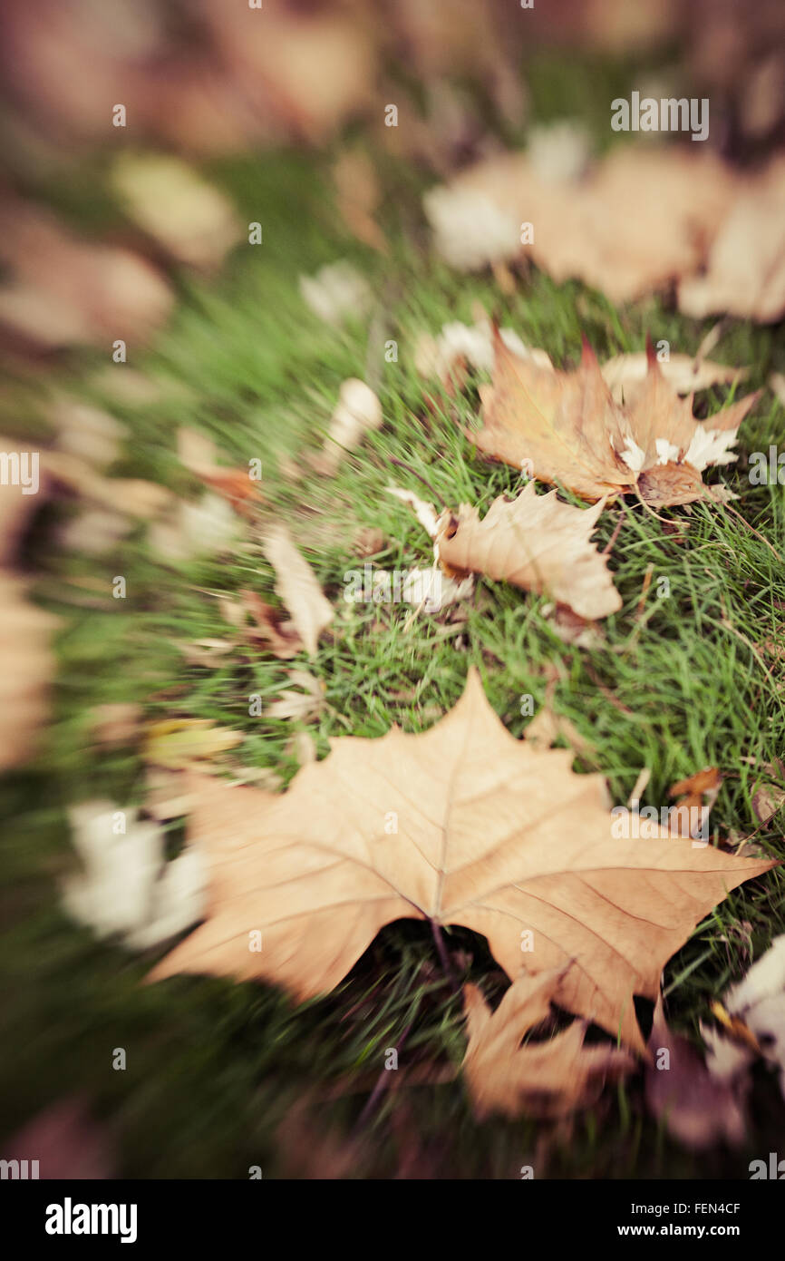 Leaf on ground in autumn Stock Photo - Alamy