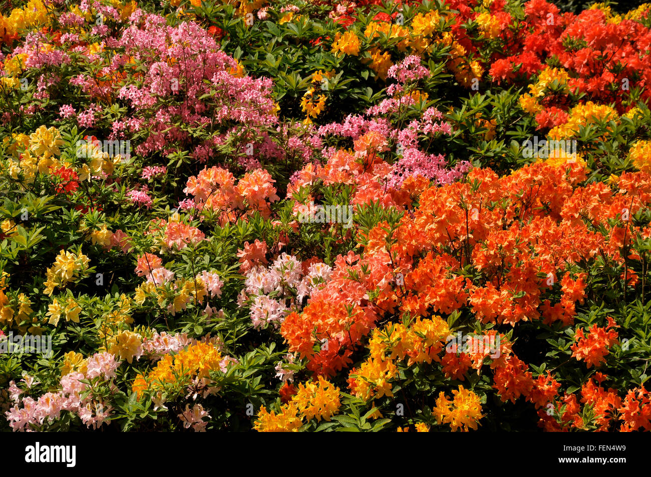 Orange azaleas hi-res stock photography and images - Alamy