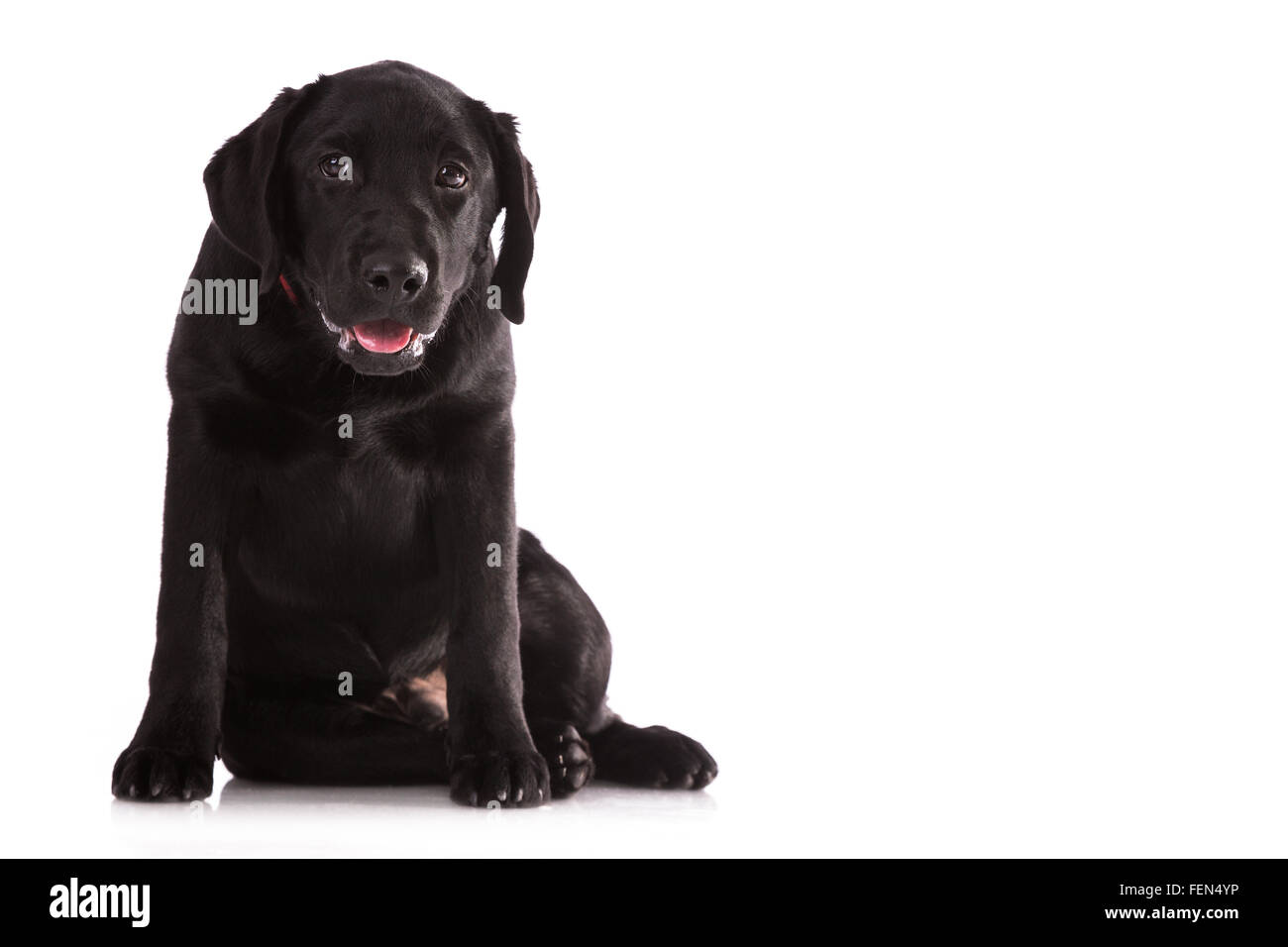 Beautiful black Labrador isolated on white background Stock Photo - Alamy