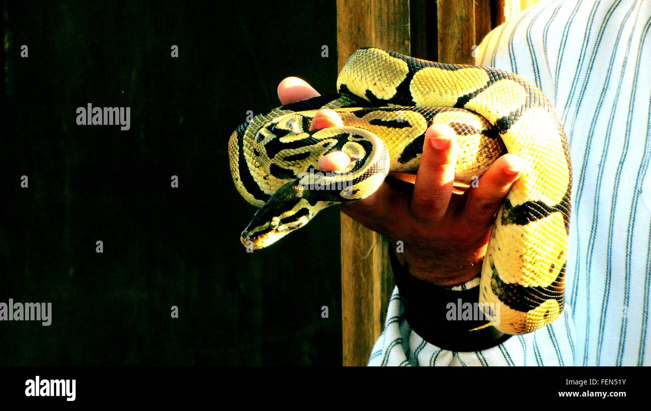 Man with snake hi-res stock photography and images - Alamy