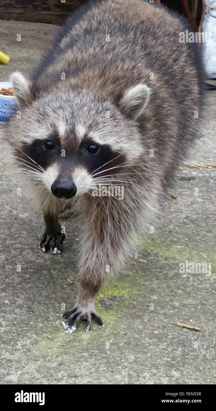 Raccoon looking at camera High Resolution Stock Photography and Images ...