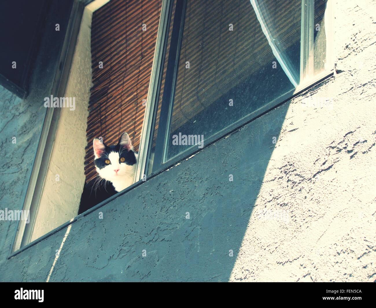 Peeping cat hi-res stock photography and images - Alamy