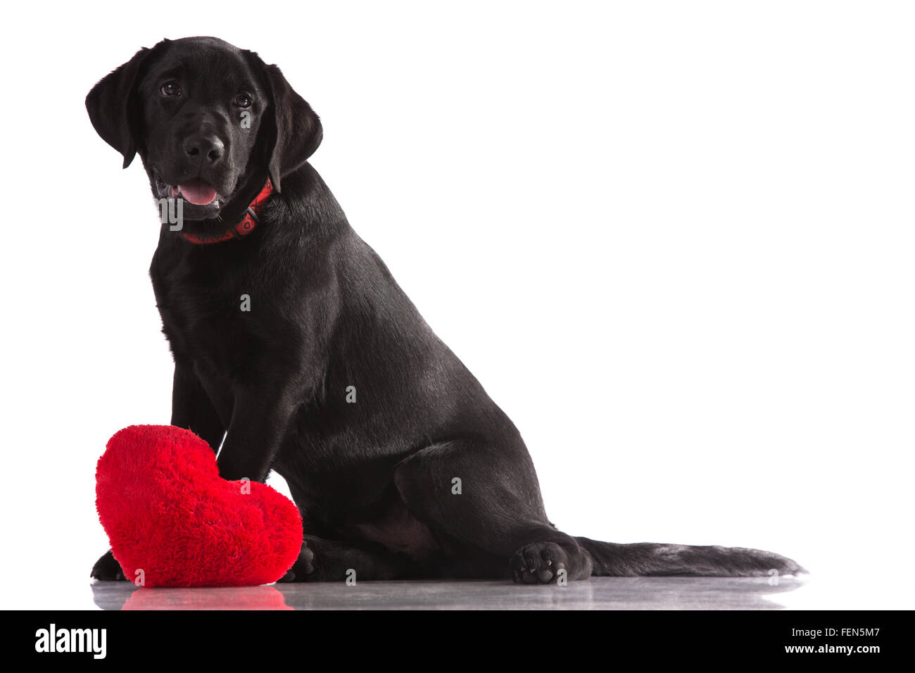 Beautiful black Labrador with a red heart isolated on white background ...