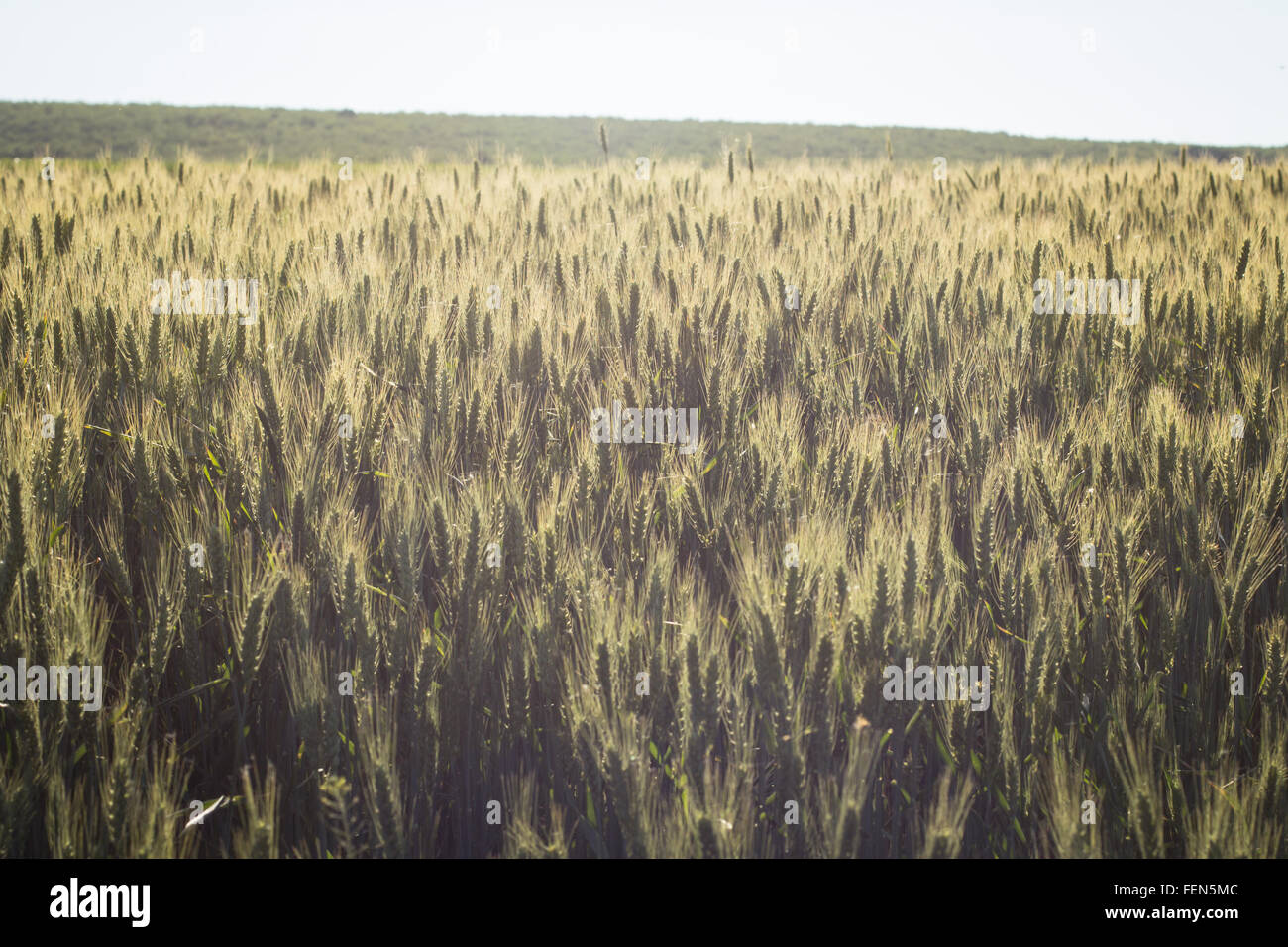 Green field of wheat hi-res stock photography and images - Alamy