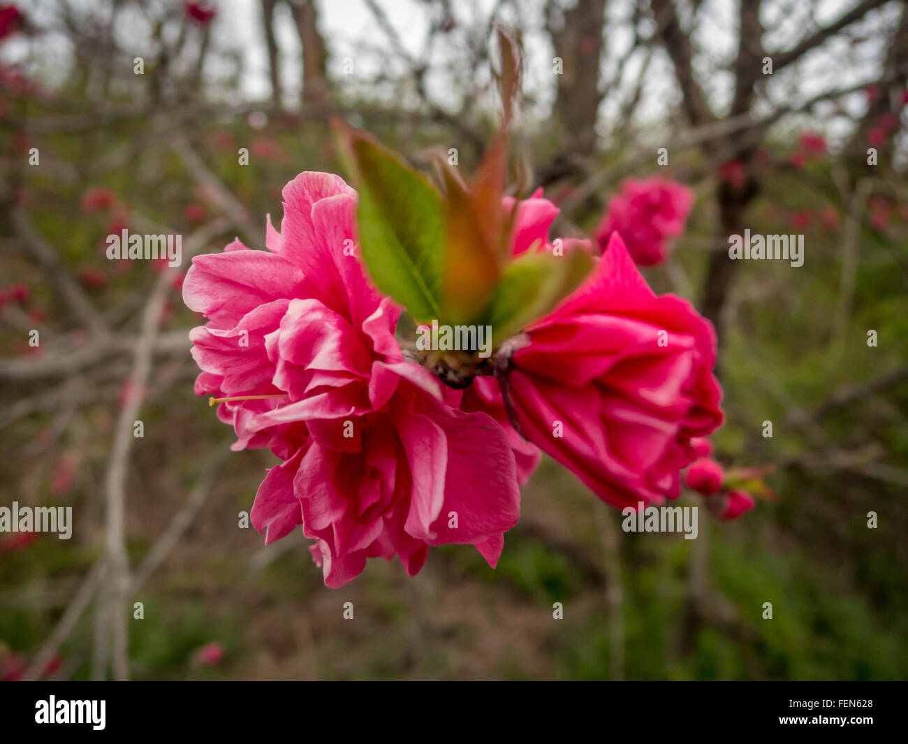 A close up of pink spring flowers Stock Photo - Alamy