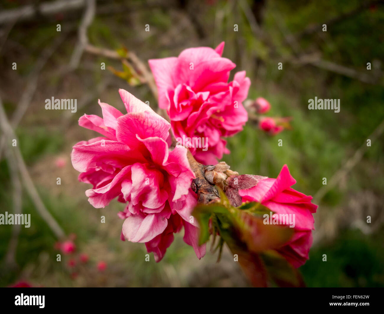 A close up of pink spring flowers Stock Photo - Alamy