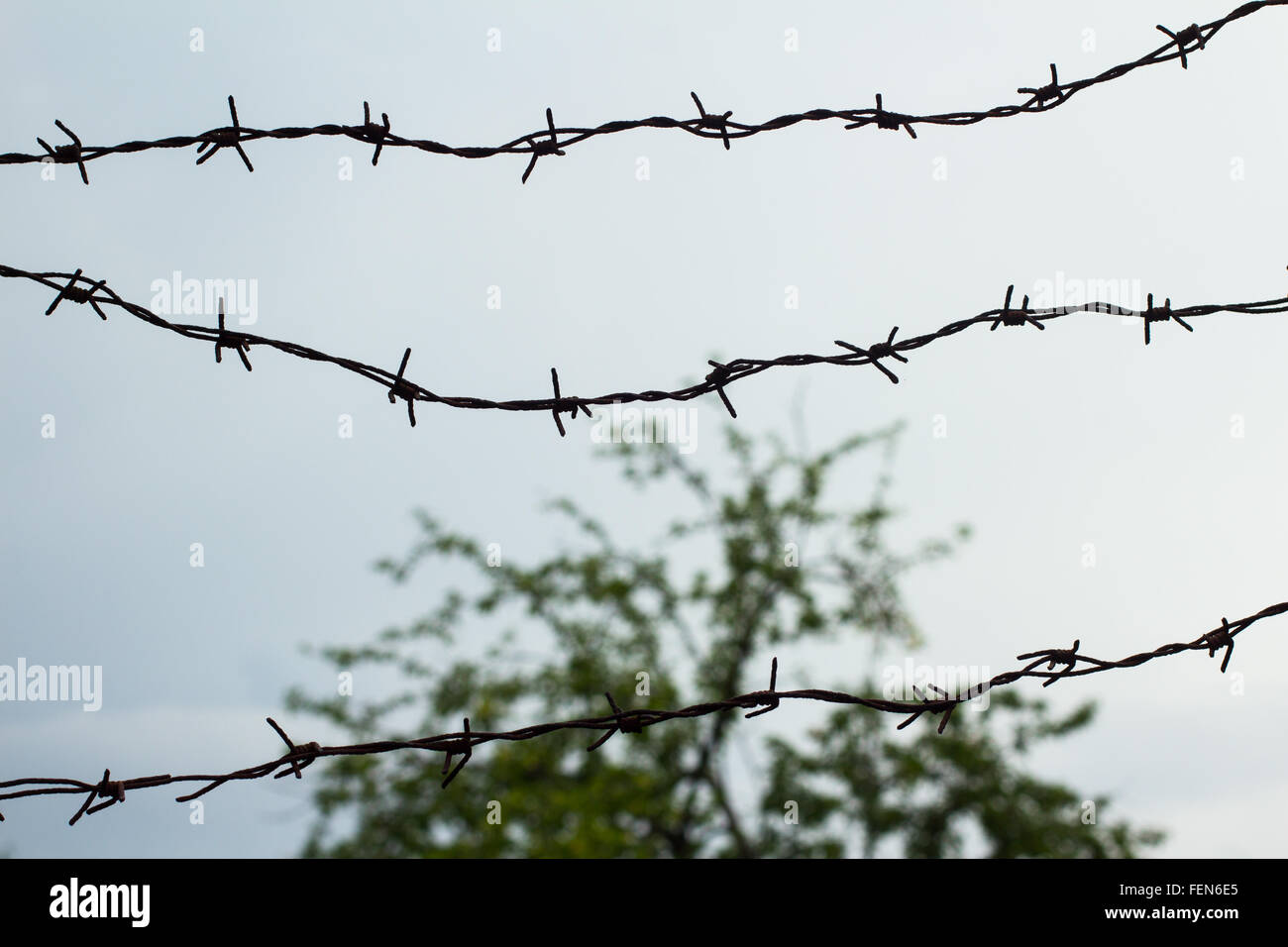 Landscape image of barbed wires in front of tree Stock Photo - Alamy