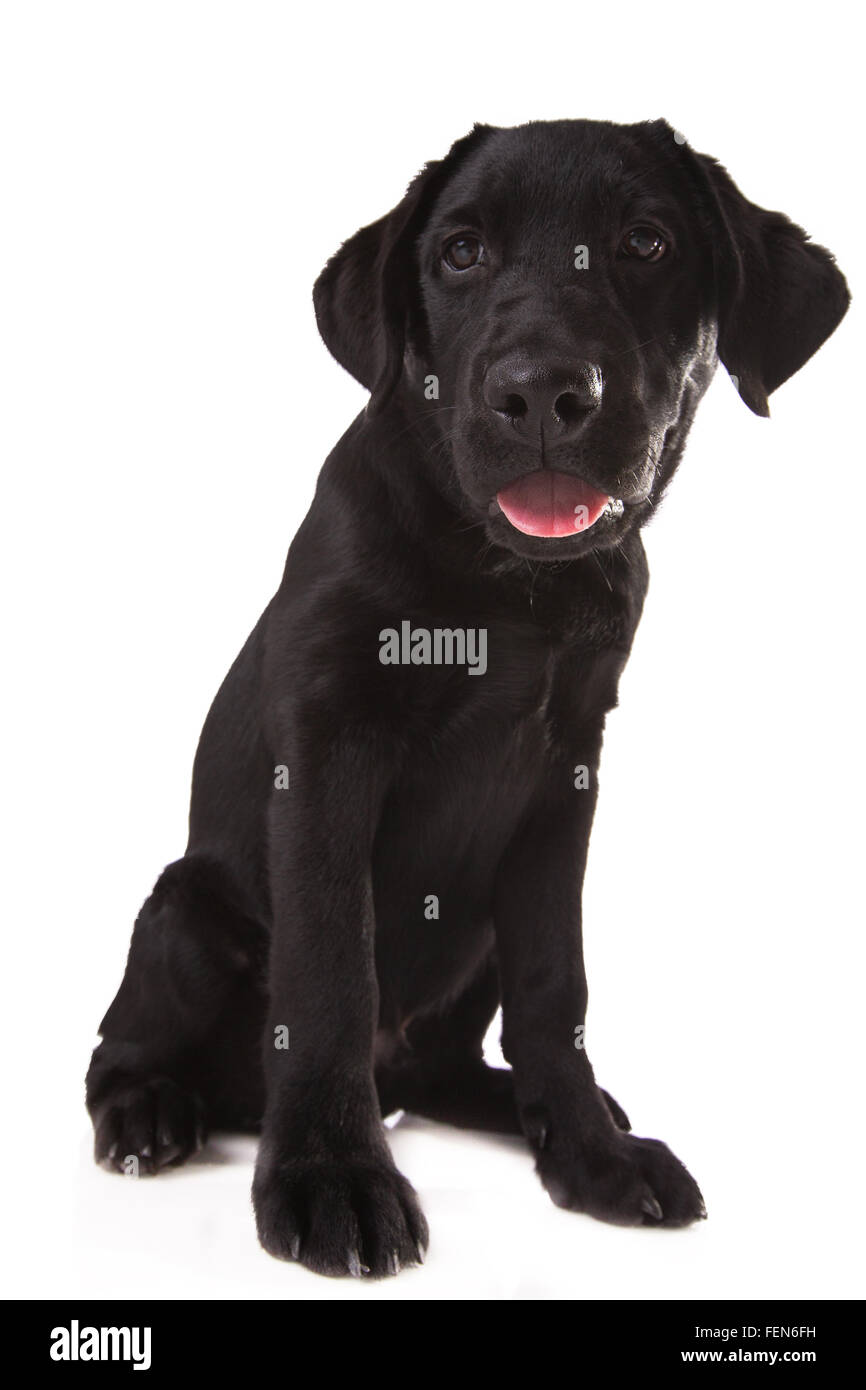 Beautiful black Labrador isolated on white background Stock Photo - Alamy