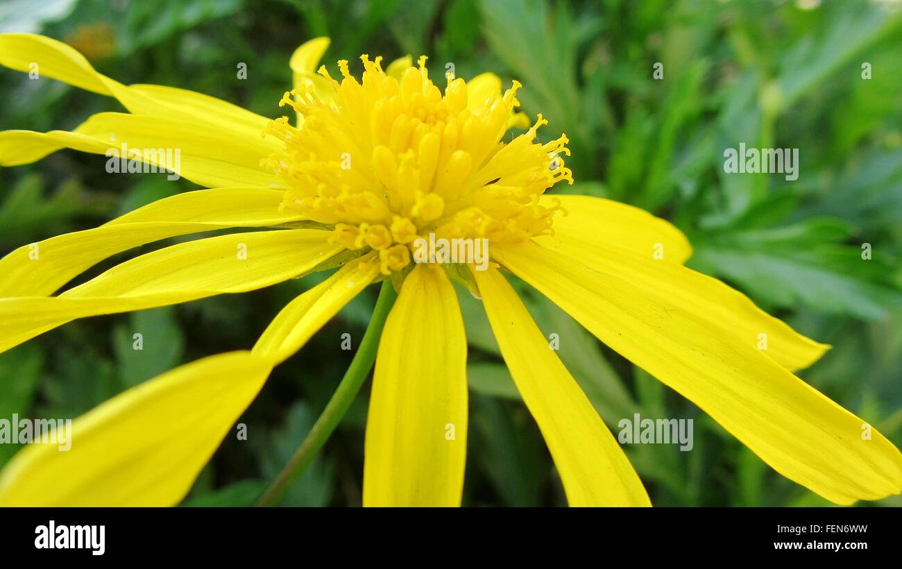 Hawksbeard blossom hi-res stock photography and images - Alamy