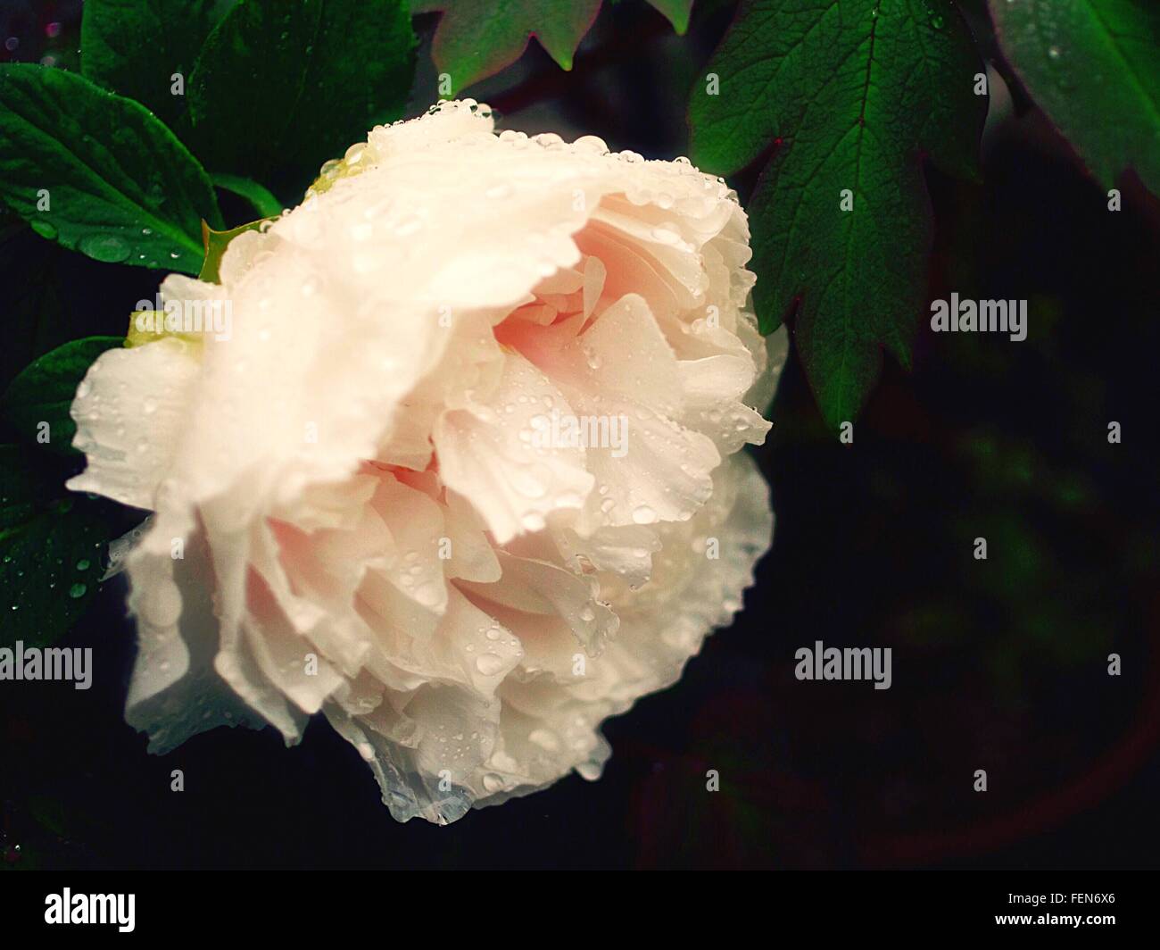 Close up single flower camellia hi-res stock photography and images - Alamy