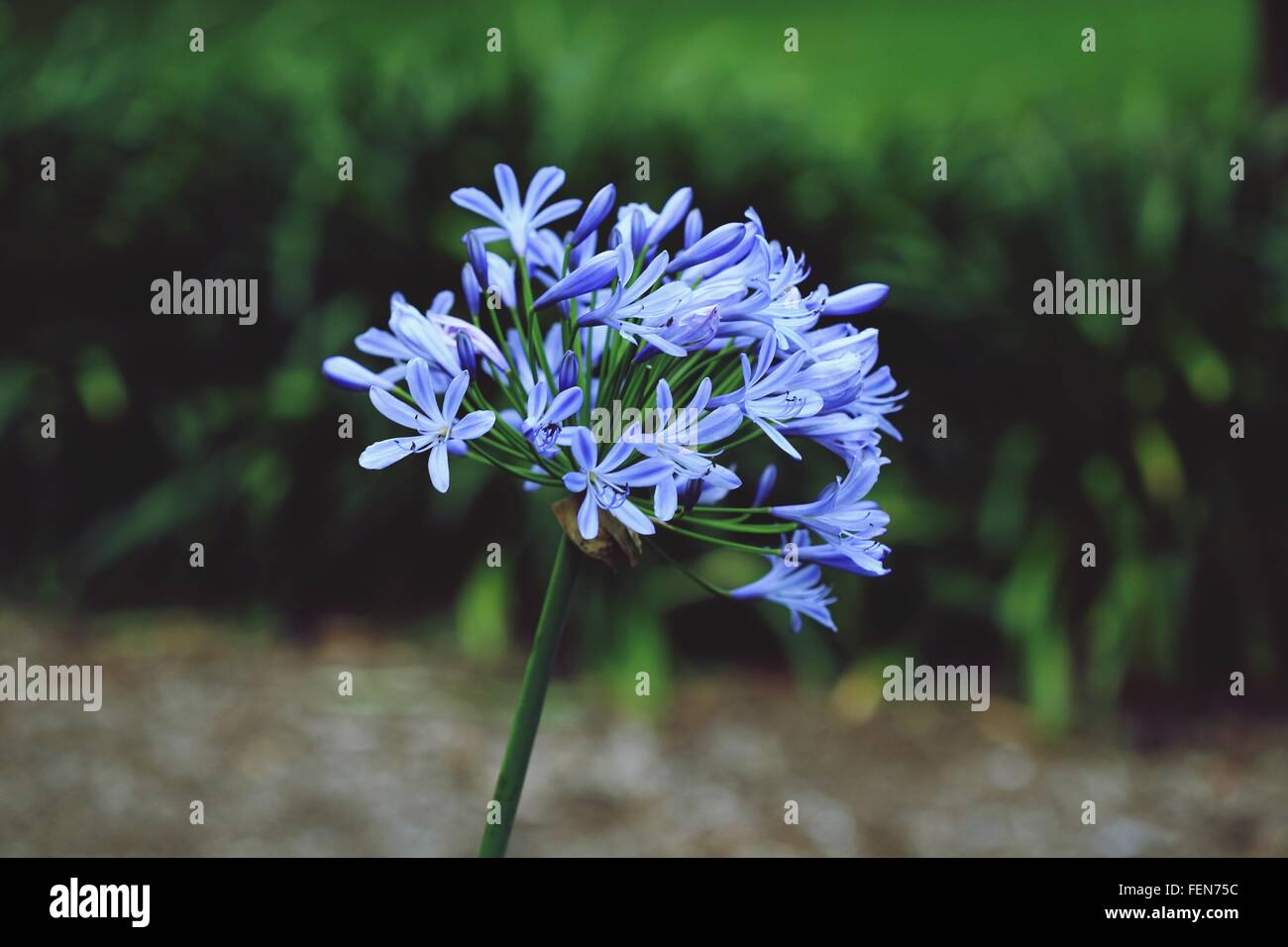 Tiny blue hi-res stock photography and images - Alamy