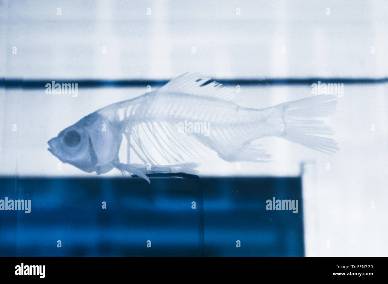 Dead fish in water hi-res stock photography and images - Alamy