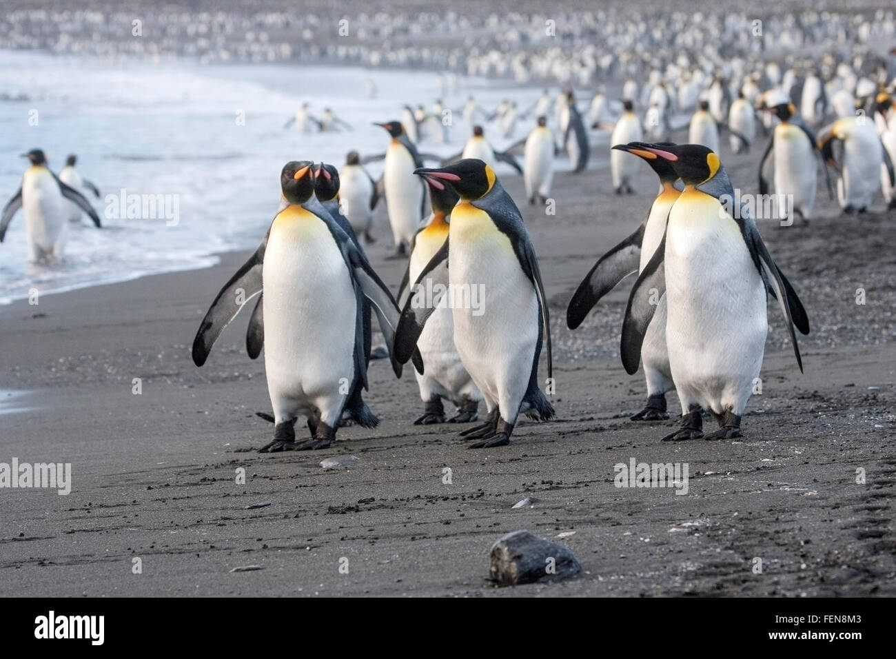 king penguin (Aptenodytes patagonicus) adults standing on beach in ...