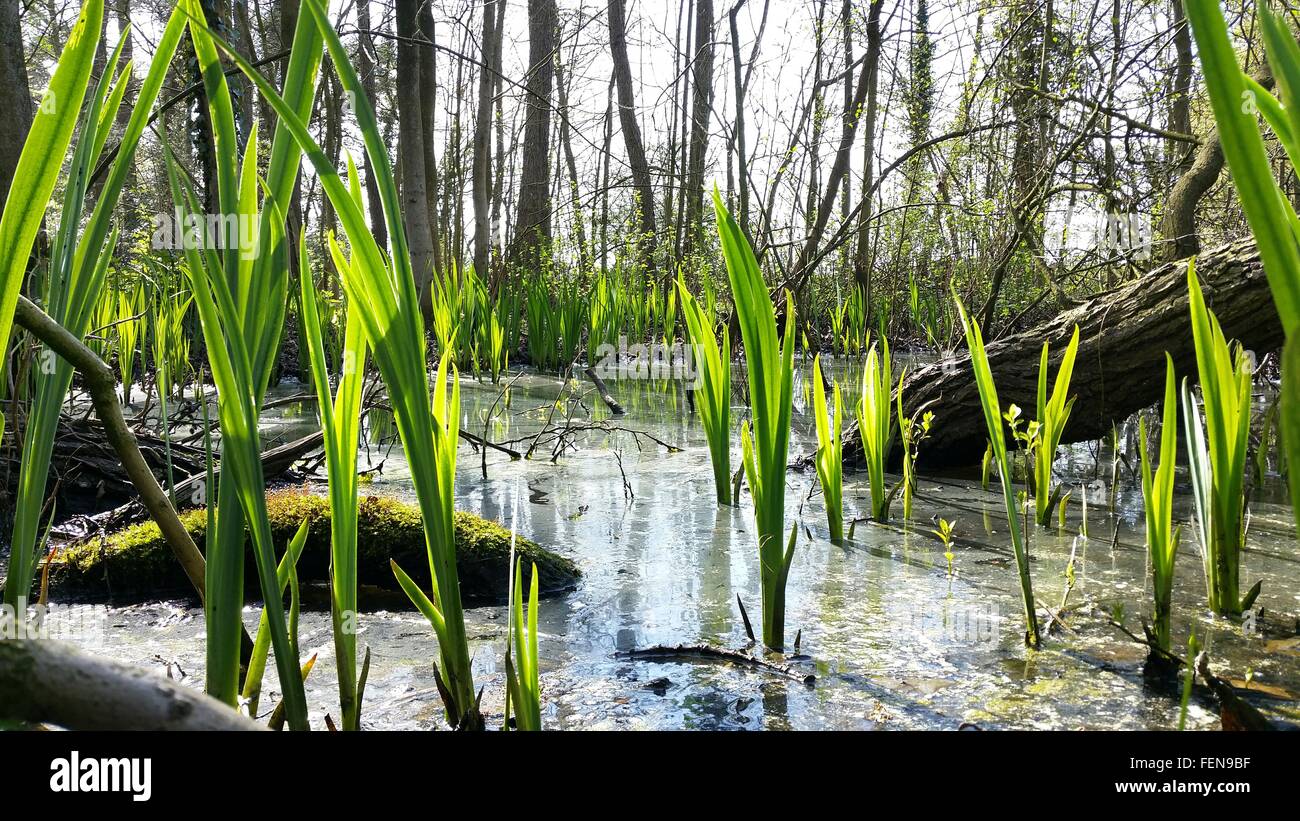 Reeds Growing In Water Stock Photo - Alamy