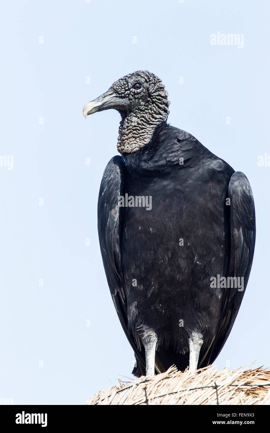 American black vulture (Coragyps atratus) adult perched on post, Mexico ...