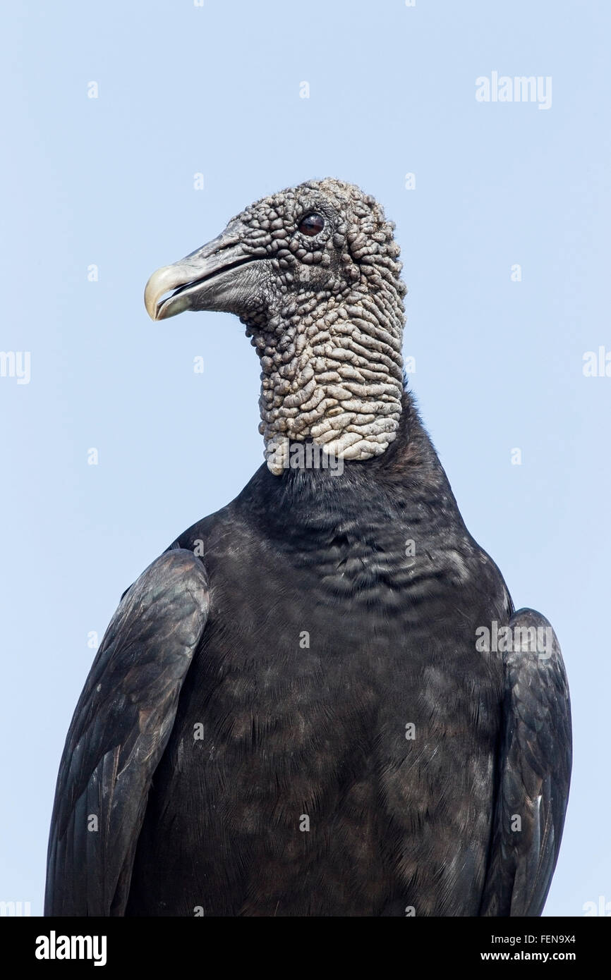 American black vulture (Coragyps atratus) adult perched on post, Mexico ...
