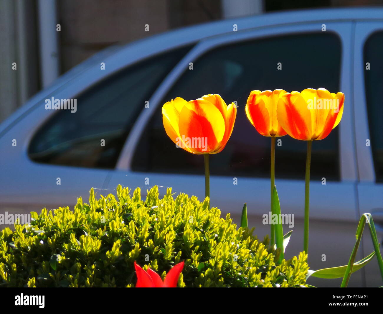 Red and yellow car hi-res stock photography and images - Alamy
