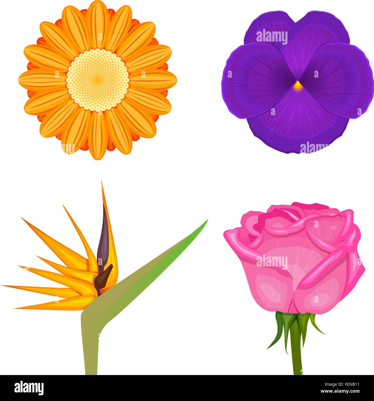 solid colors violet viola orange strelitzia gerbera flowers set Stock ...