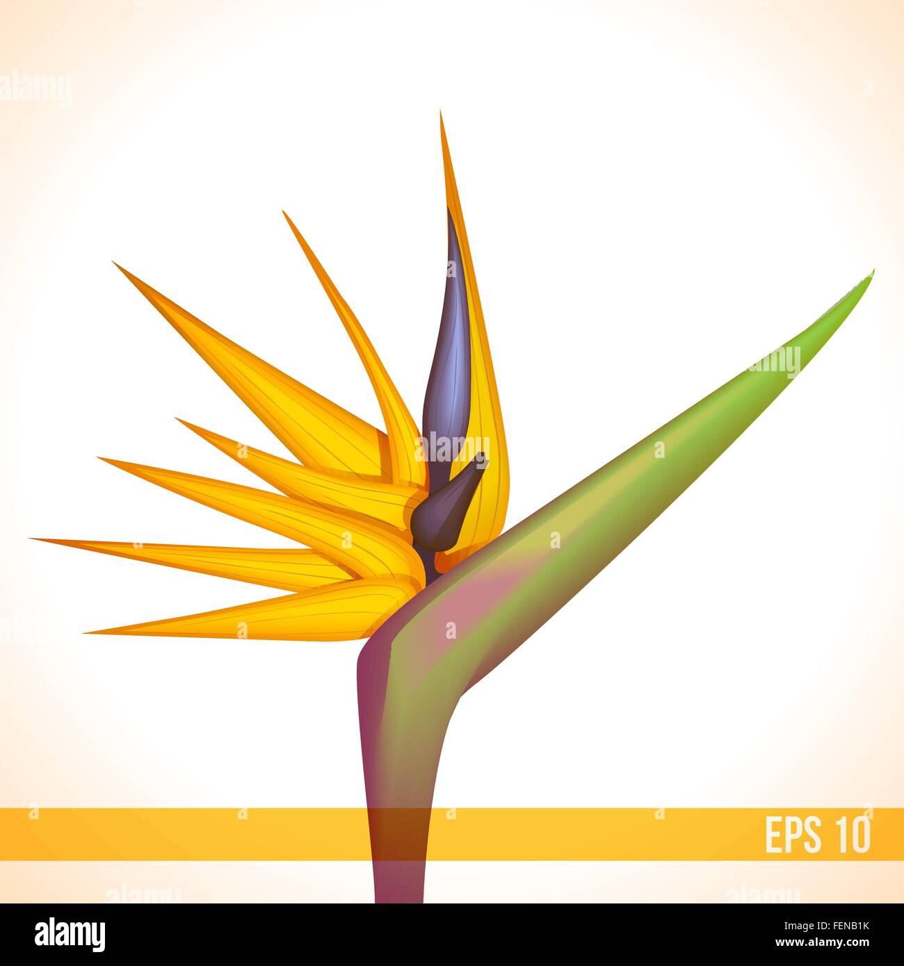 Orange flowers close up Stock Vector Images - Alamy