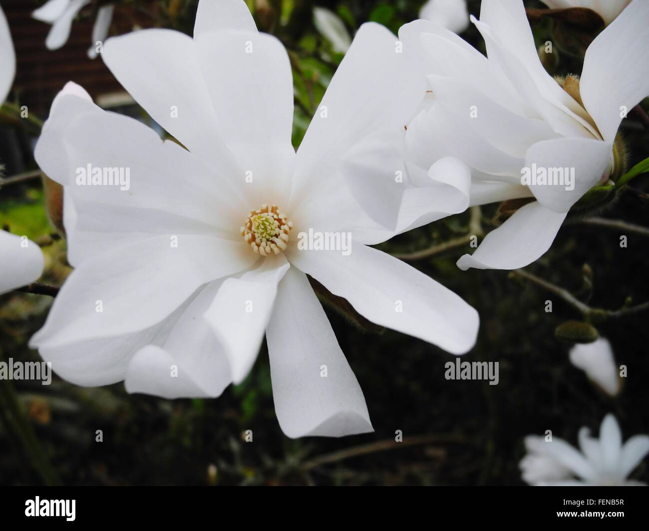 White magnolia garden hi-res stock photography and images - Alamy