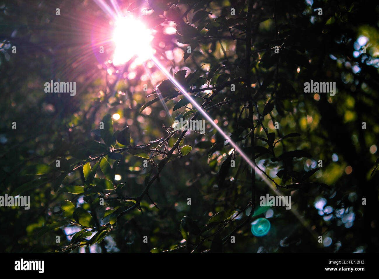 The sun peaking through the trees on a forest morning. The light forms ...