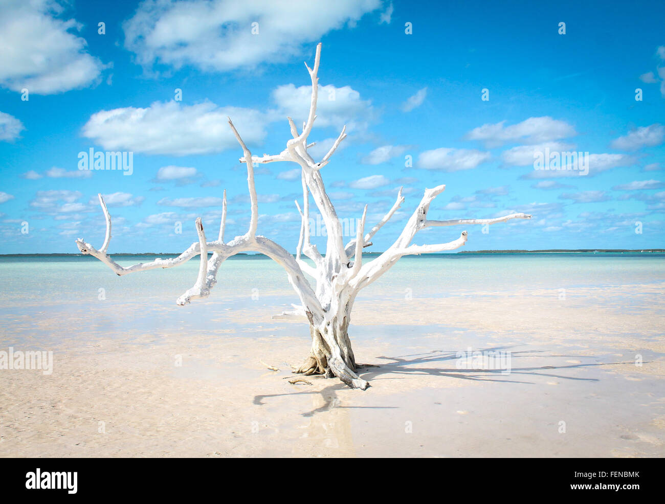 Beautiful shot of a tree on the sandbar in the Bahamas—entirely real ...