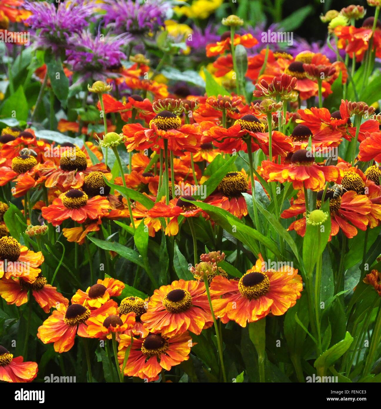 Hellenium hi-res stock photography and images - Alamy