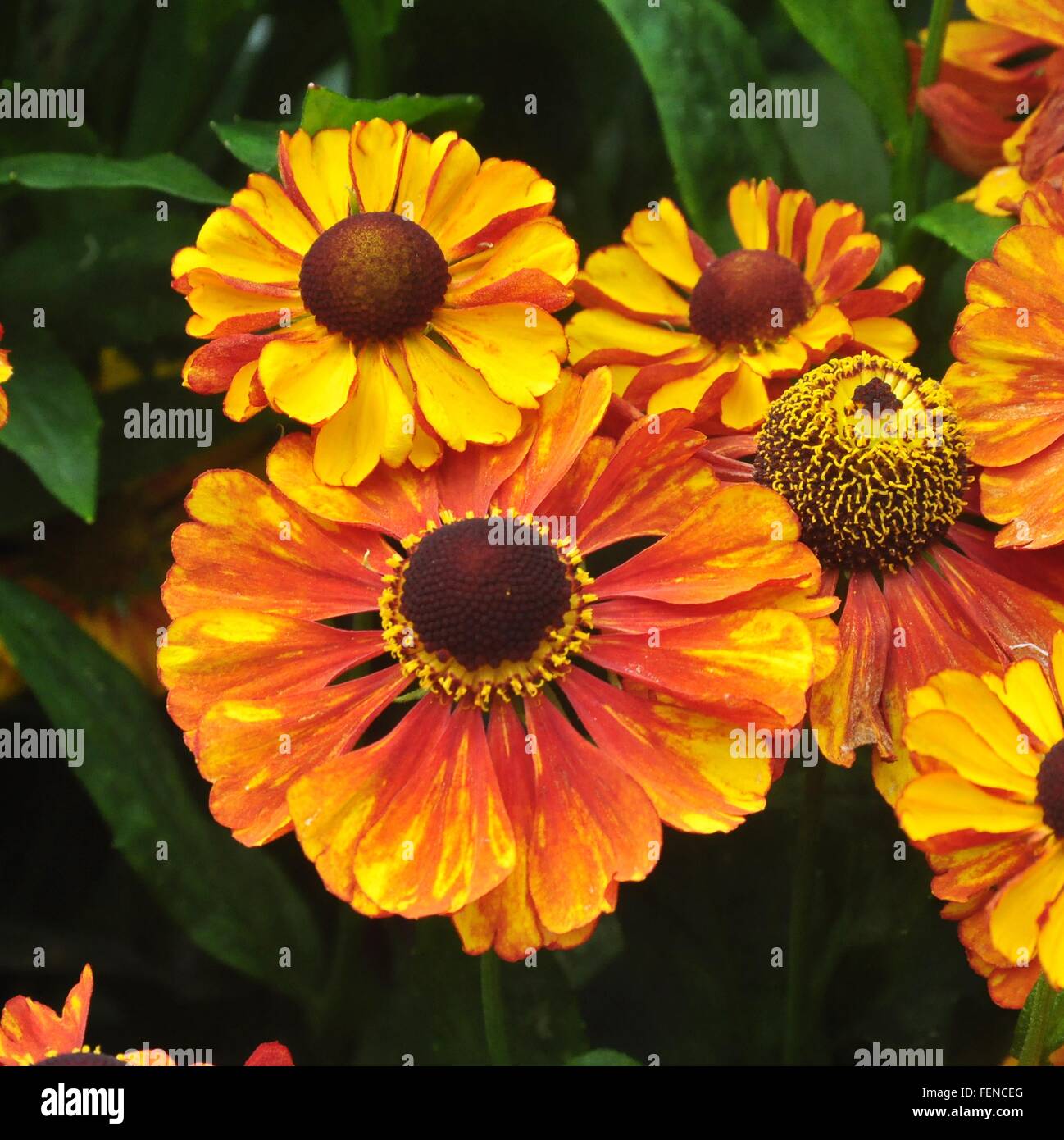 HELLENIUM. flowers in a garden setting Stock Photo - Alamy