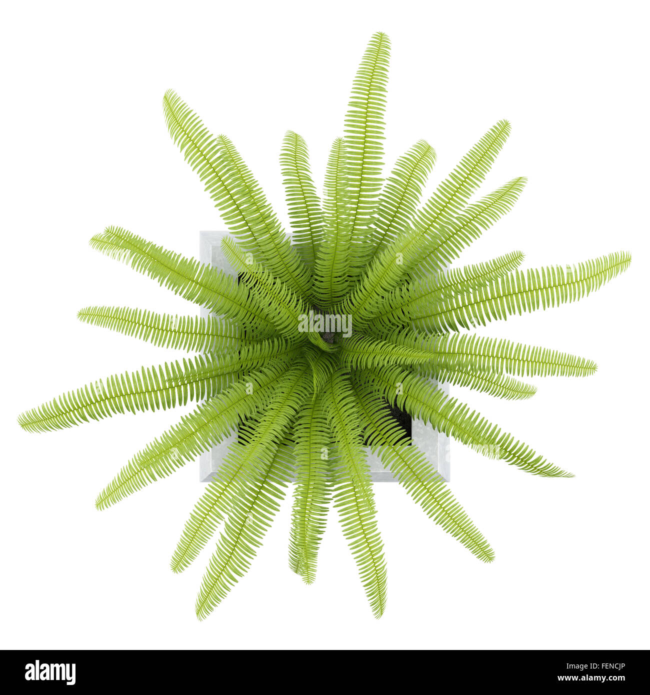 top view of fern plant in pot isolated on white background Stock Photo ...