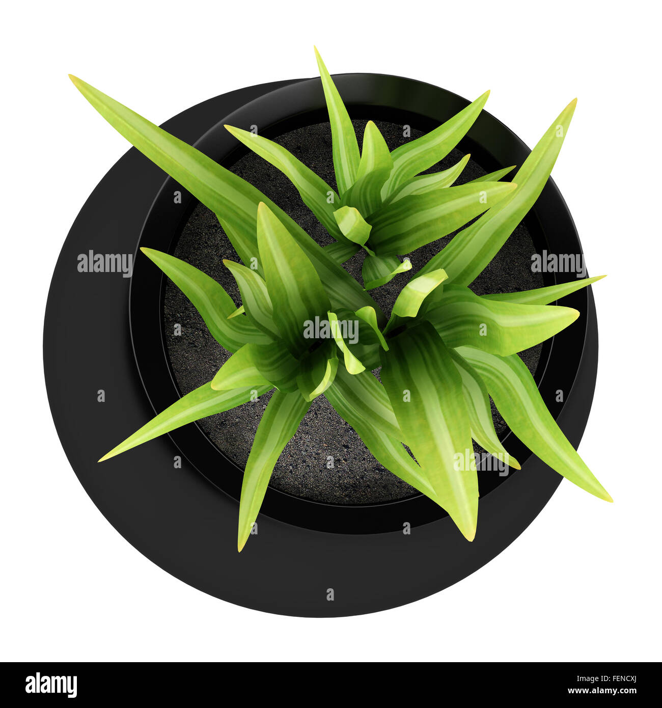 top view of houseplant in black vase isolated on white background Stock ...