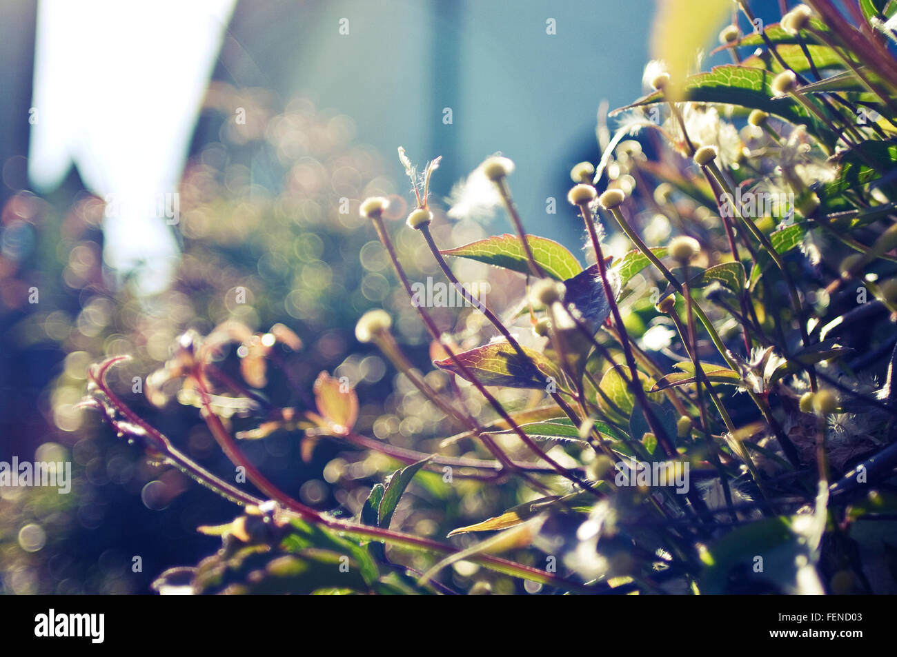 Plants Growing In Forest Stock Photo - Alamy