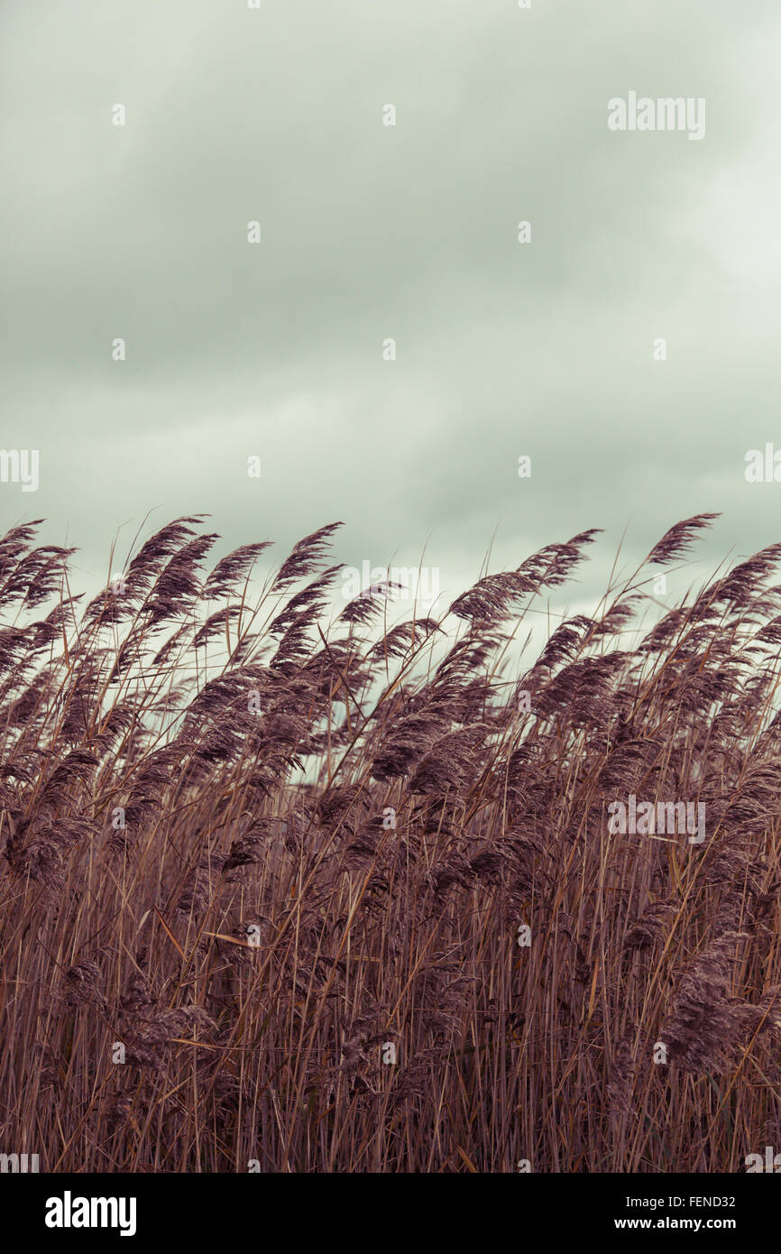 Grass blowing in wind near hi-res stock photography and images - Alamy