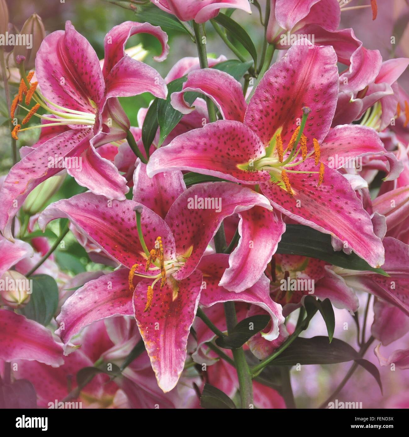 PINK LILIES. Garden flowers both in close up and in growing positions ...
