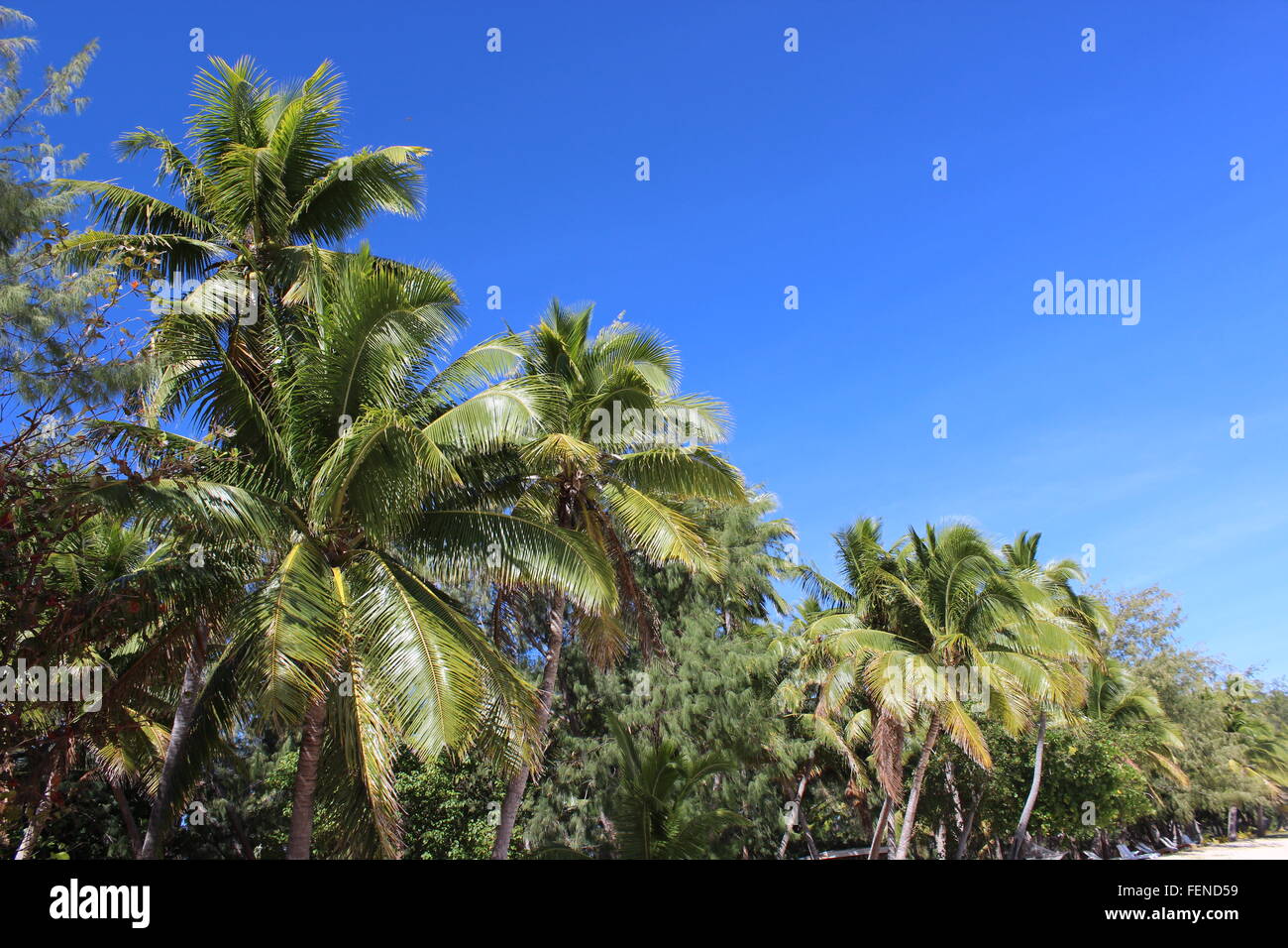palm trees and blue sky in Fiji Stock Photo - Alamy