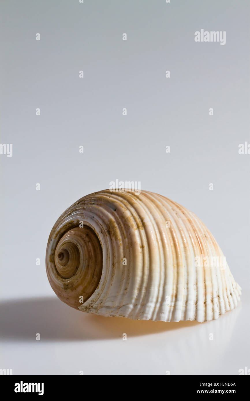 Close-Up Of Seashell On White Background Stock Photo - Alamy