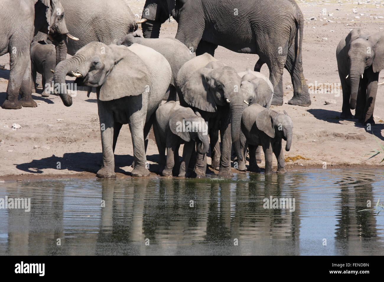 Elephants On Lakeshore Stock Photo - Alamy