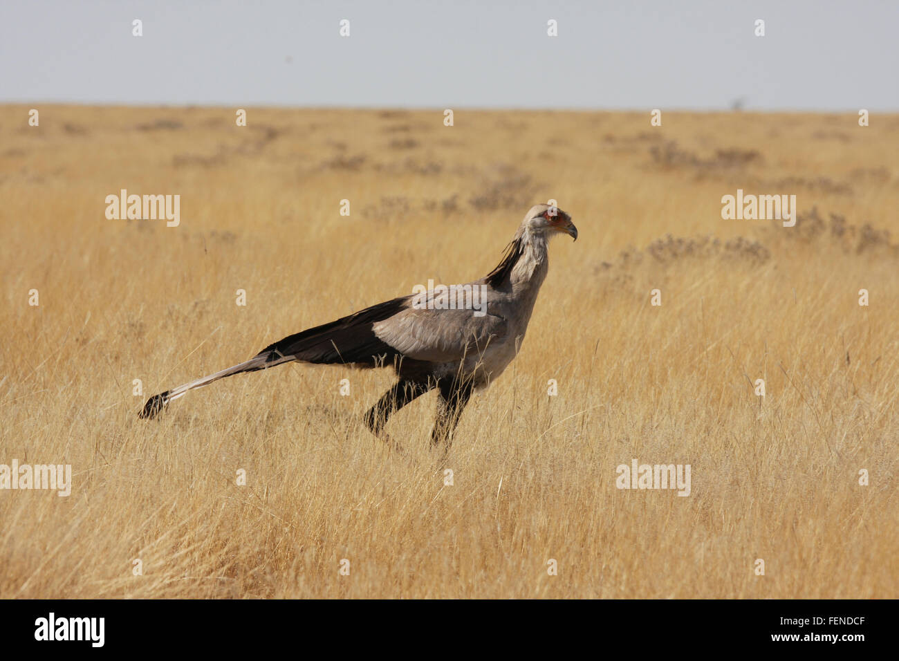 Secretary bird hunting hi-res stock photography and images - Alamy