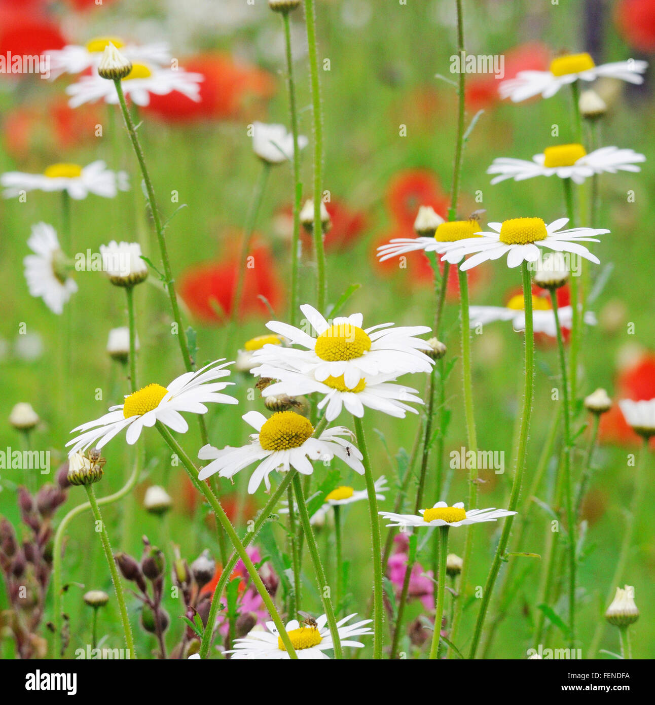 This is a beautiful summer flower, vibrant and colorful a stunner in ...