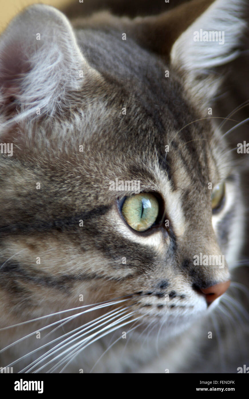 Gray tomcat hi-res stock photography and images - Alamy