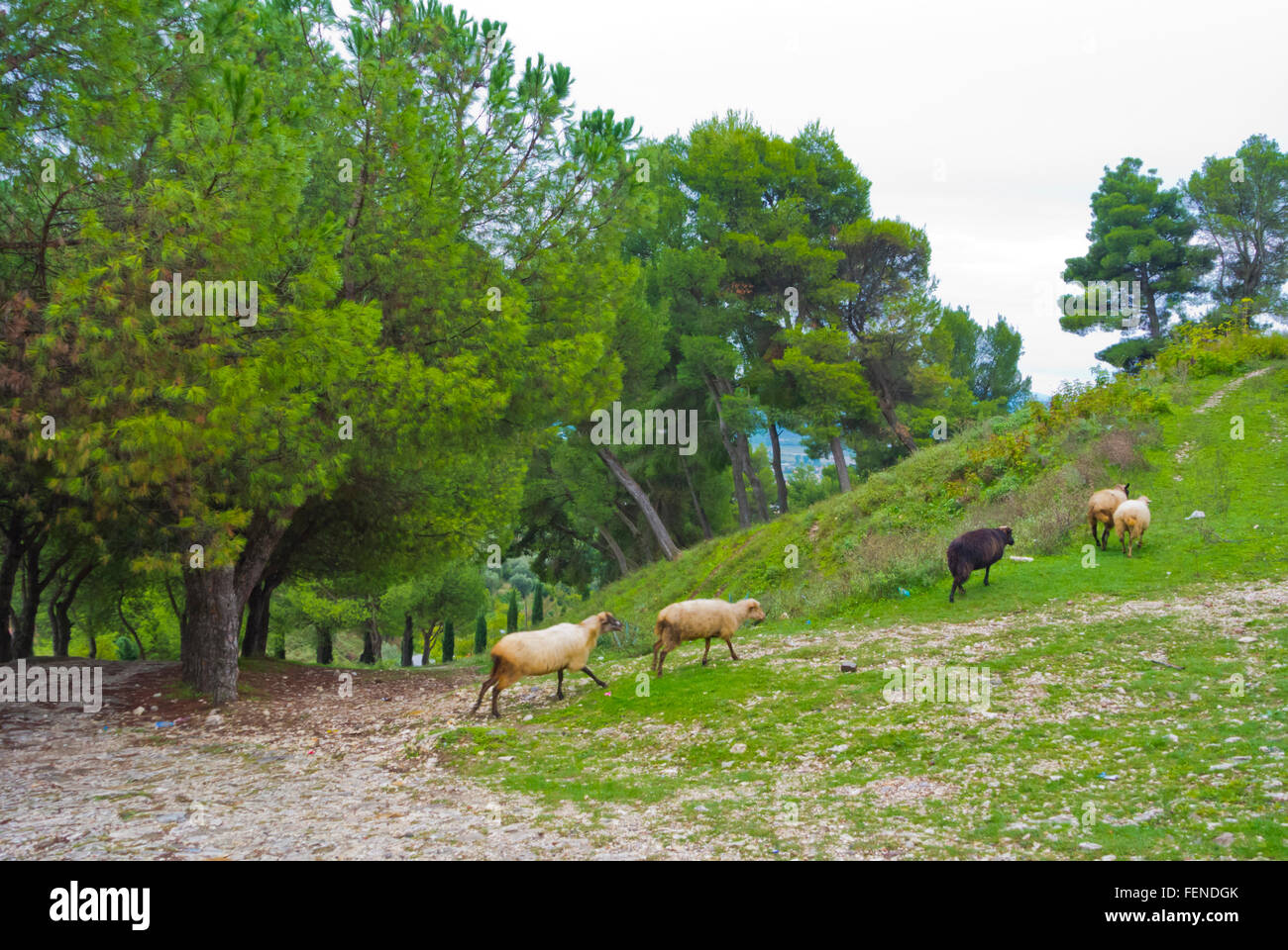 Balkan sheep hi-res stock photography and images - Alamy