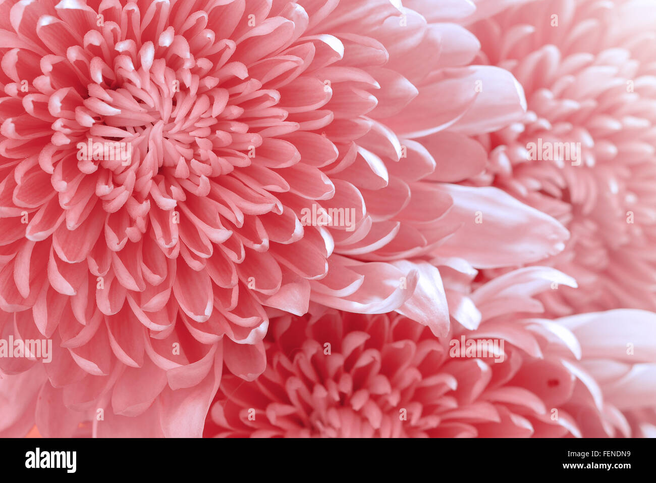 Pink color daisy macro background Stock Photo - Alamy