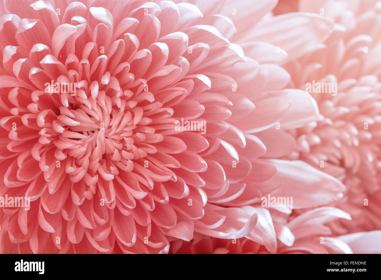 Pink color daisy macro background Stock Photo - Alamy