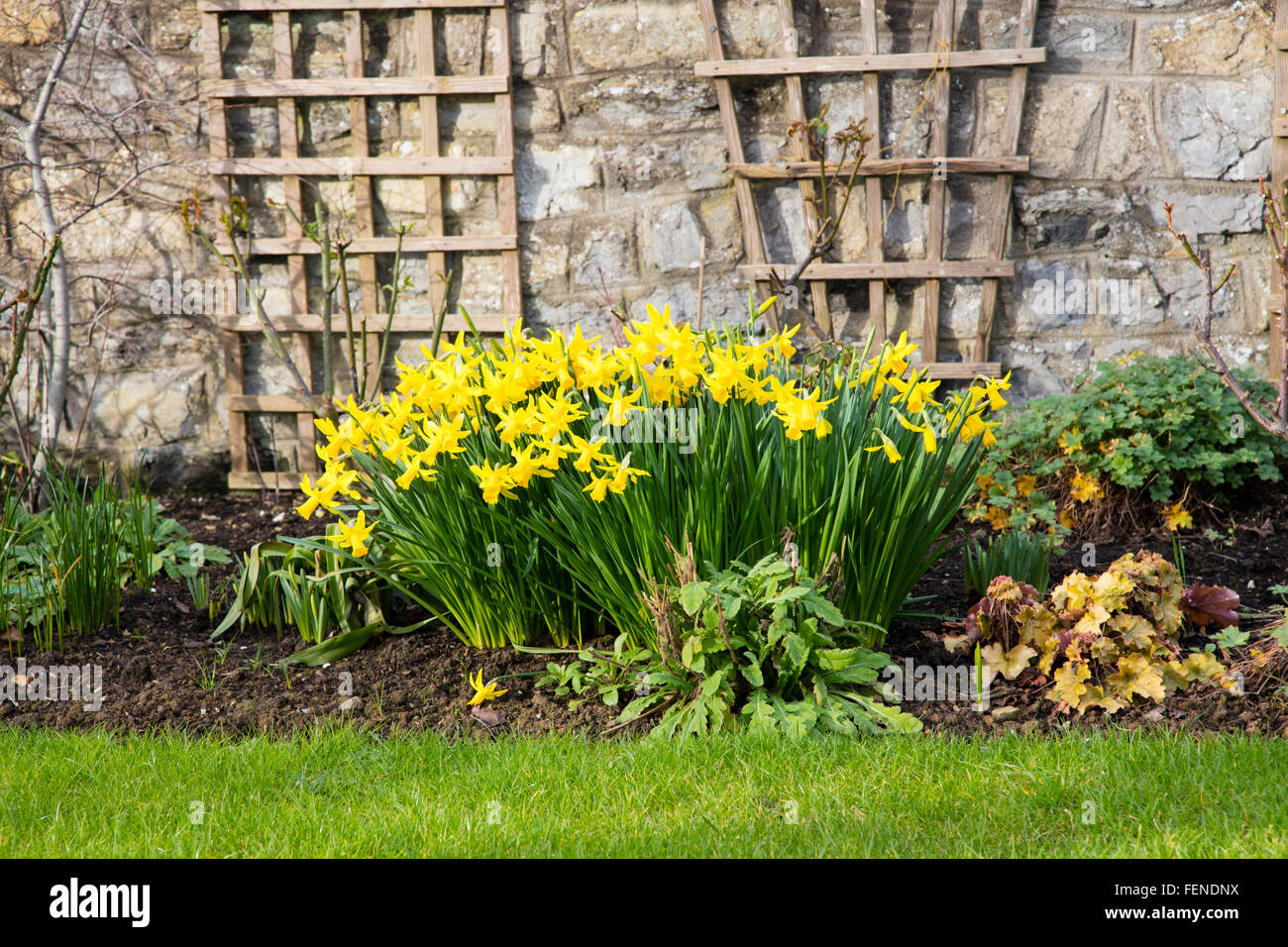 Annual yellow daffodils hi-res stock photography and images - Alamy