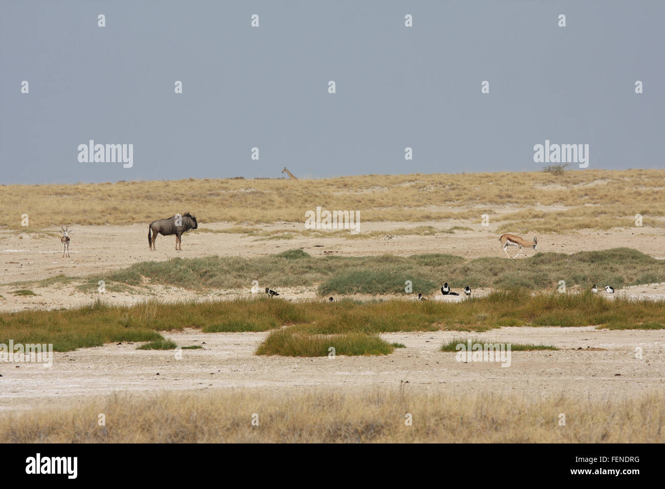 Safari Animals On Field Stock Photo - Alamy
