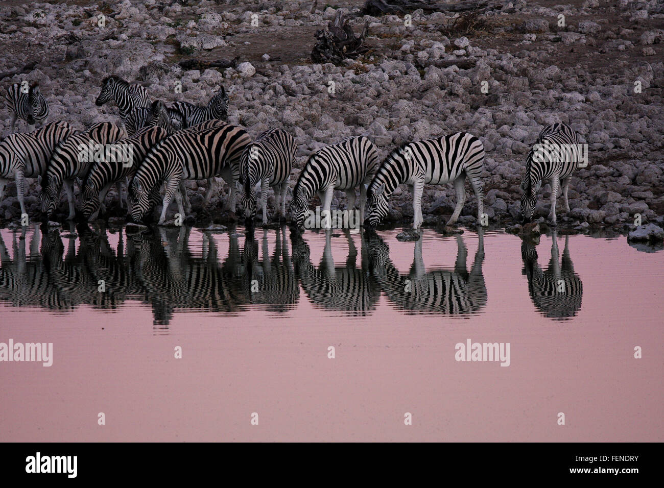 Group of wild animals drinking water hi-res stock photography and ...