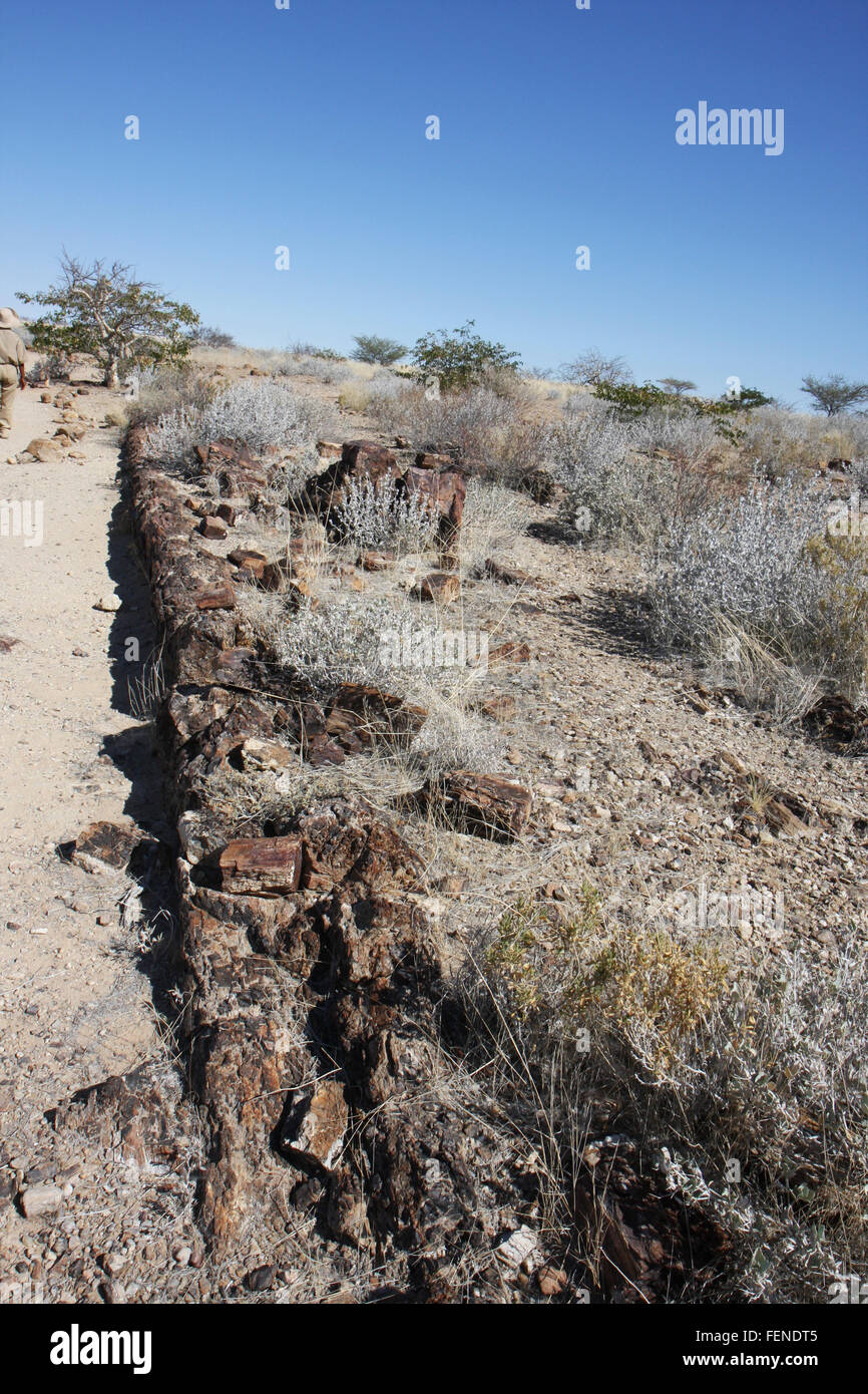 Arid ecosystem hi-res stock photography and images - Alamy